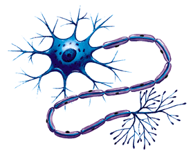 NEURONAS SENSITIVAS